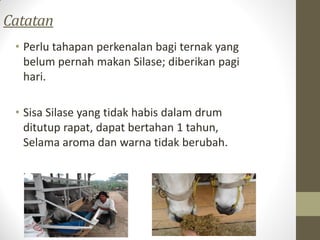 Pembuatan silase | PDF