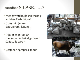 Pembuatan silase | PDF