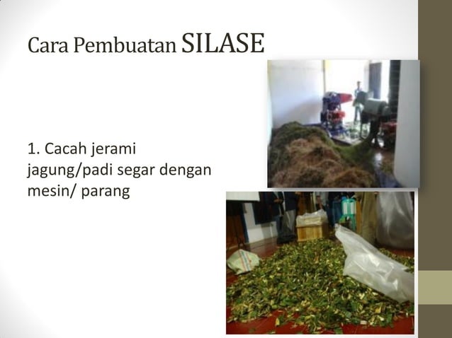 Pembuatan silase | PDF