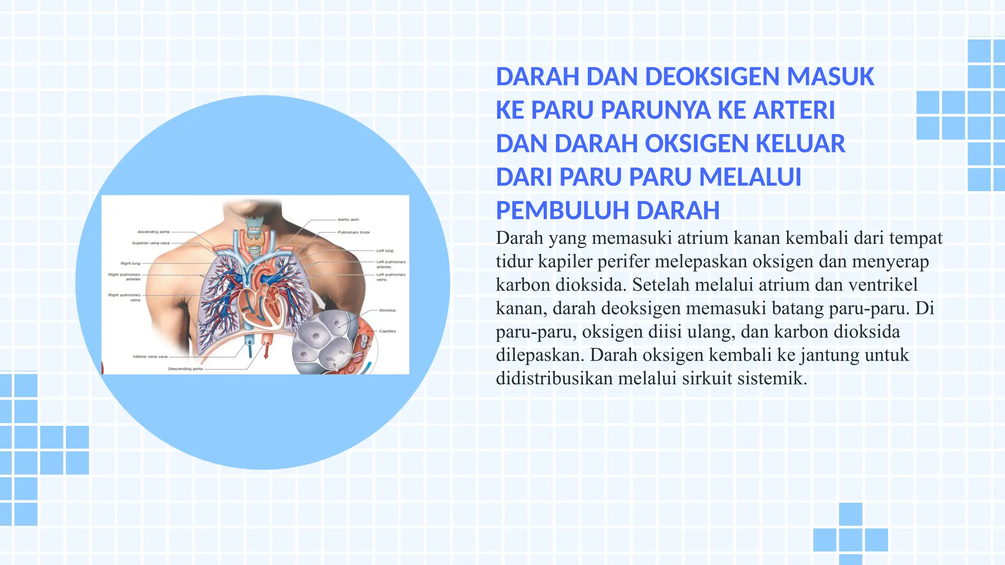 anatomi dan fisiologi sistem pembuluh darah | PPTX
