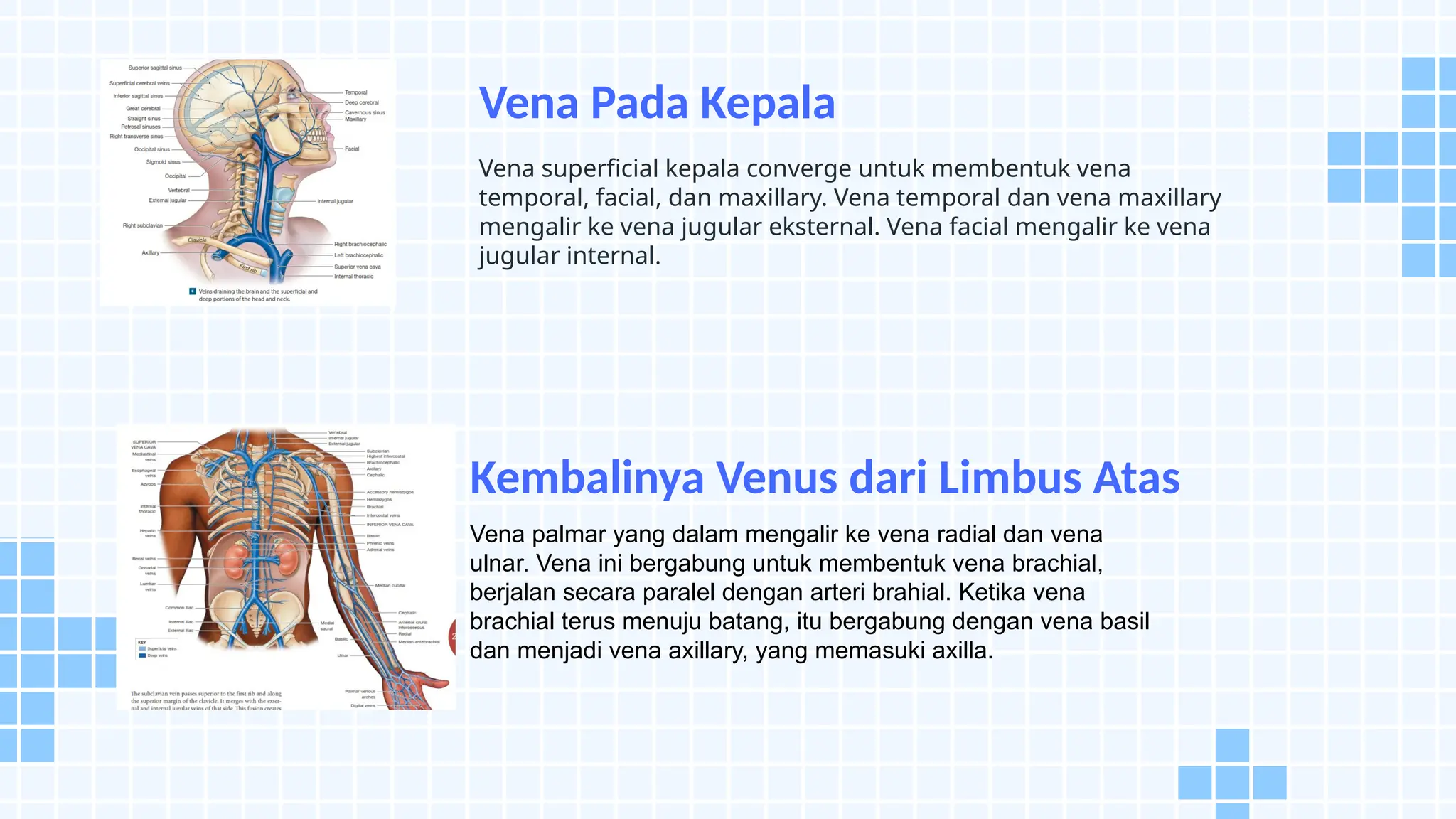anatomi dan fisiologi sistem pembuluh darah | PPTX