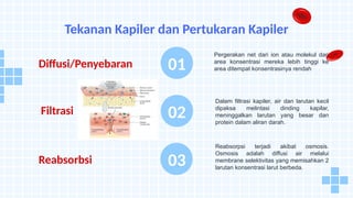 anatomi dan fisiologi sistem pembuluh darah | PPTX