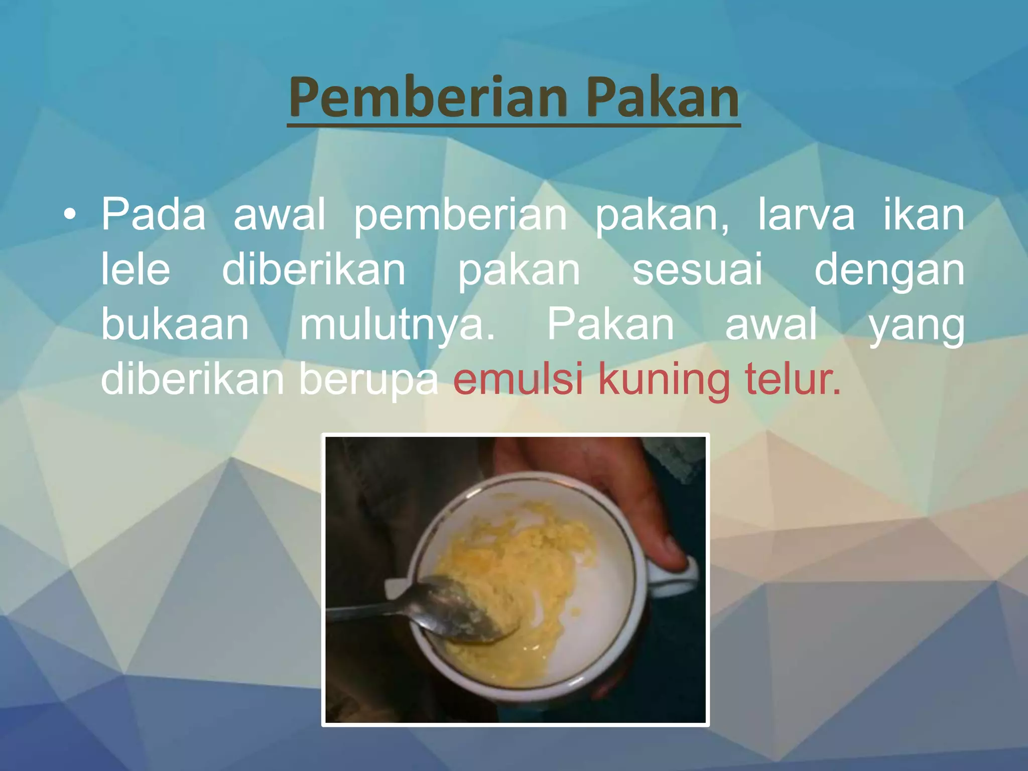 Pemeliharaan larva ikan lele kelompok 4 | PPTX