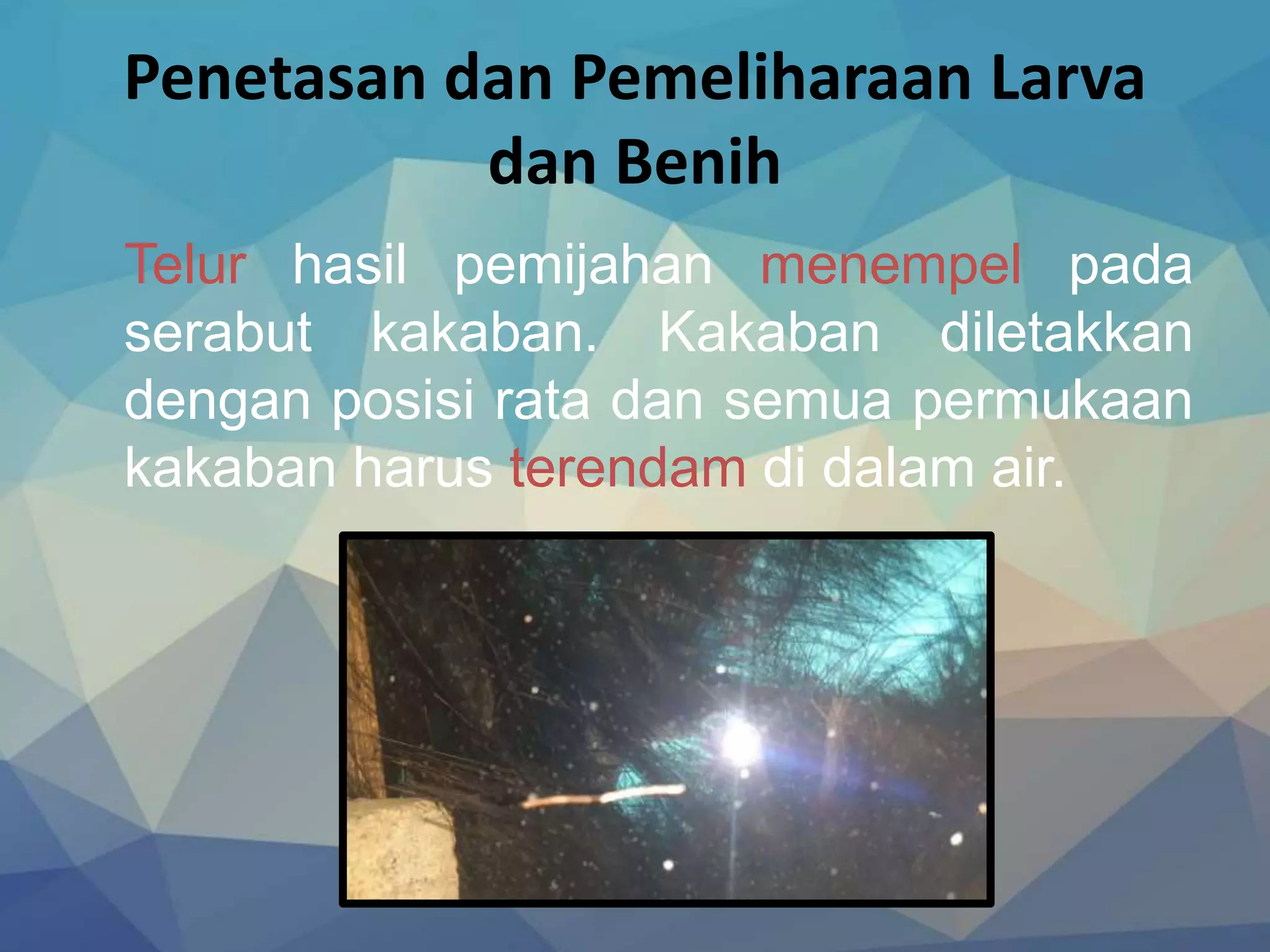 Pemeliharaan larva ikan lele kelompok 4 | PPTX