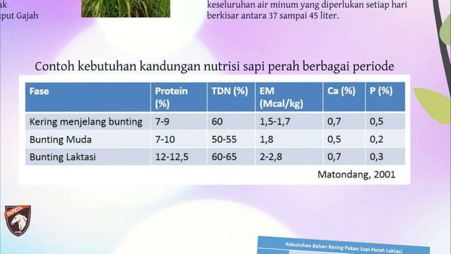 Pemeliharaan sapi perah laktasi dan kering kandang | PDF