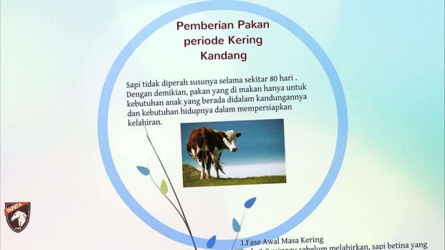 Pemeliharaan sapi perah laktasi dan kering kandang | PDF | Agriculture ...