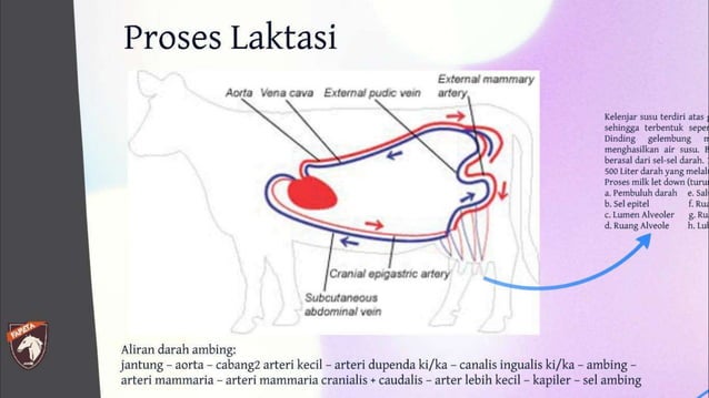 Pemeliharaan sapi perah laktasi dan kering kandang | PDF