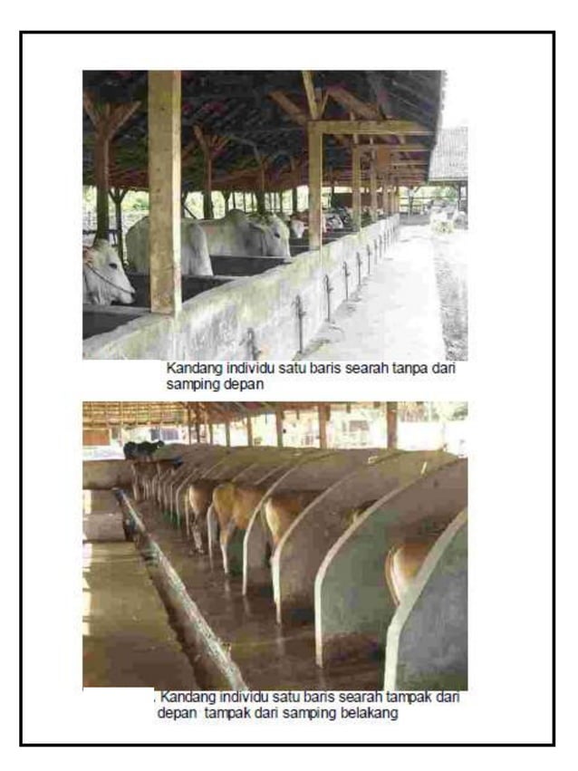 Pemeliharaan Ternak Sapi Potong | PPSX