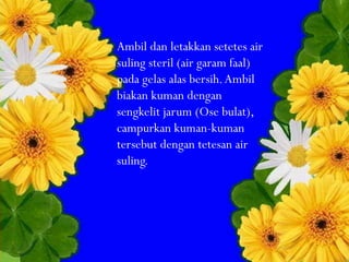 pemeriksaan pewarnaan bakteriologi .pptx