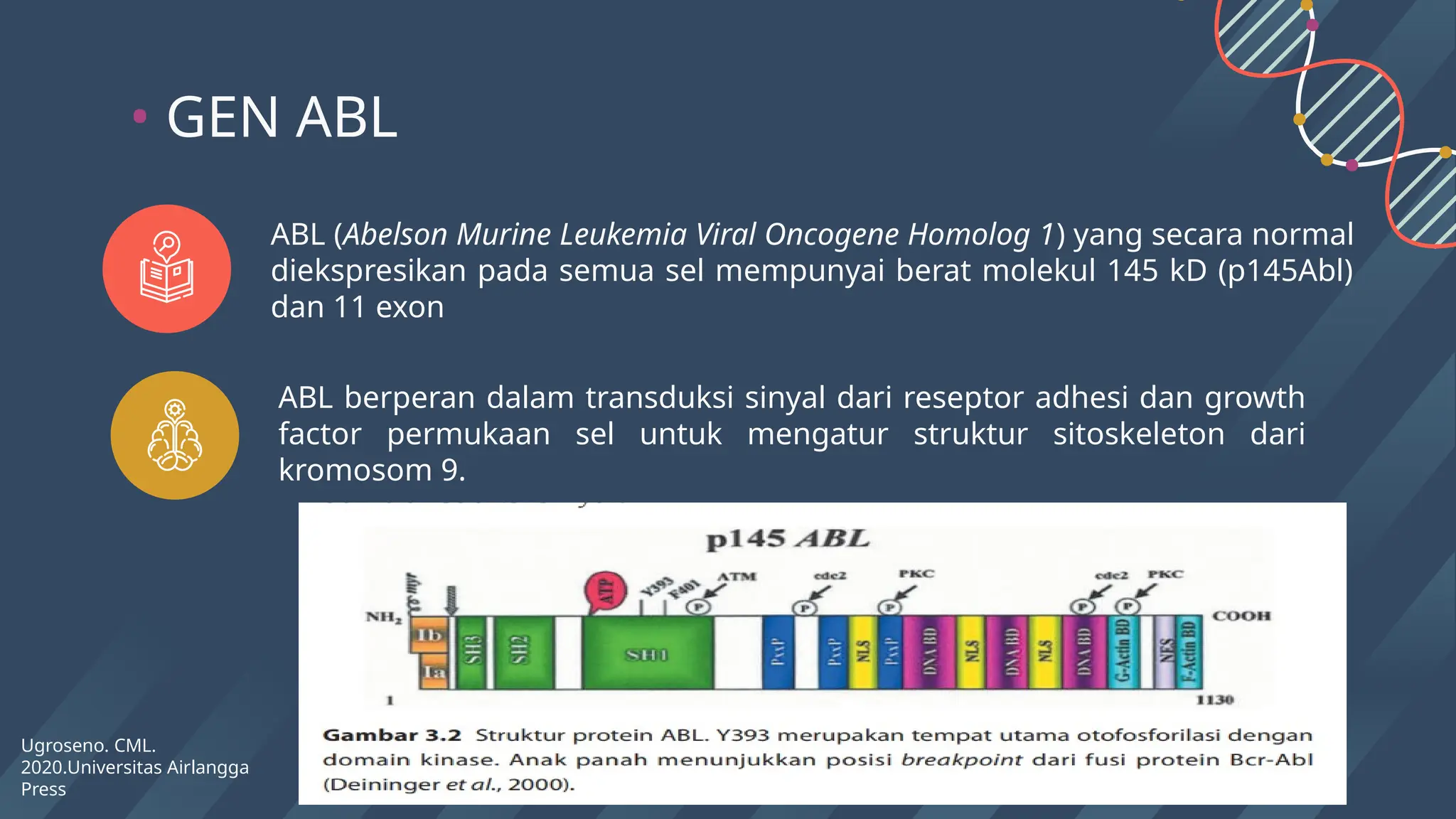 Pemeriksaan BCR ABL Untuk Diagnosis Chronic Myelocytic/Granulocytic Leukimia.pptx