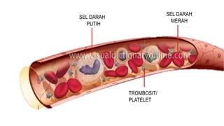 Pemeriksaan Darah Lengkap (CBC) | PPTX
