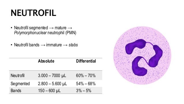 Pemeriksaan Darah Lengkap (CBC)