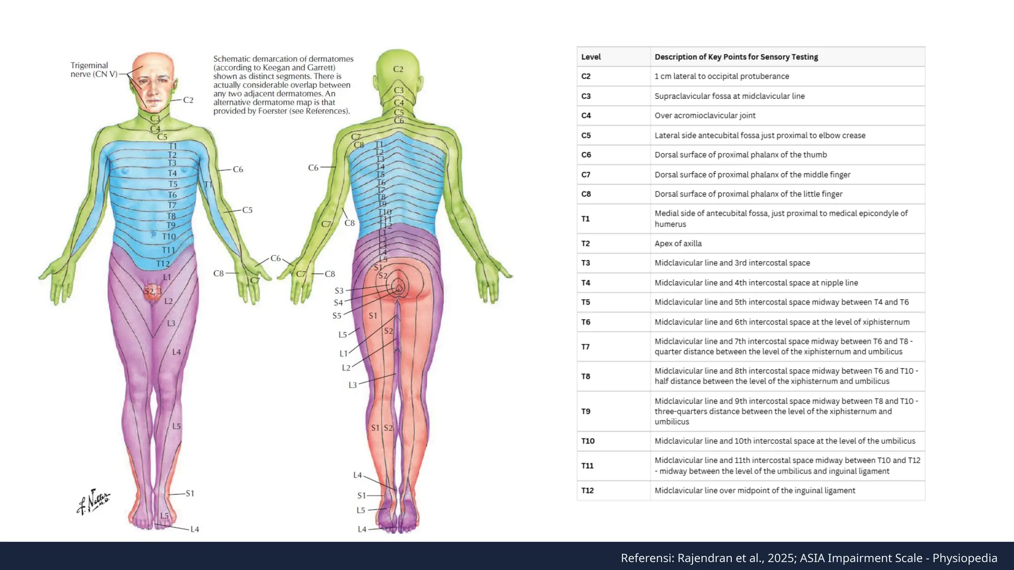 Dermatome examination in routine neurological examination | PPTX