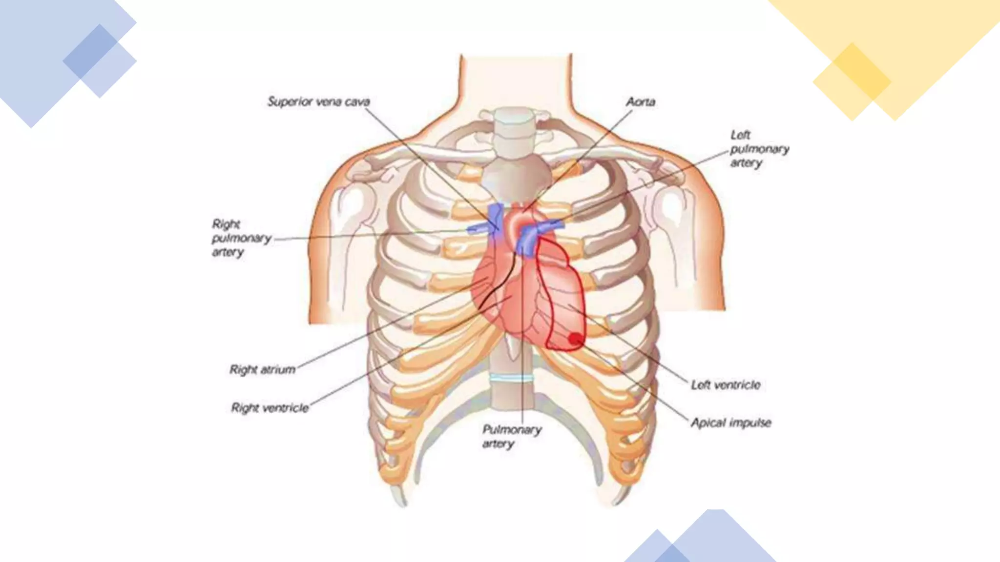 Pemeriksaan EKG.pptx