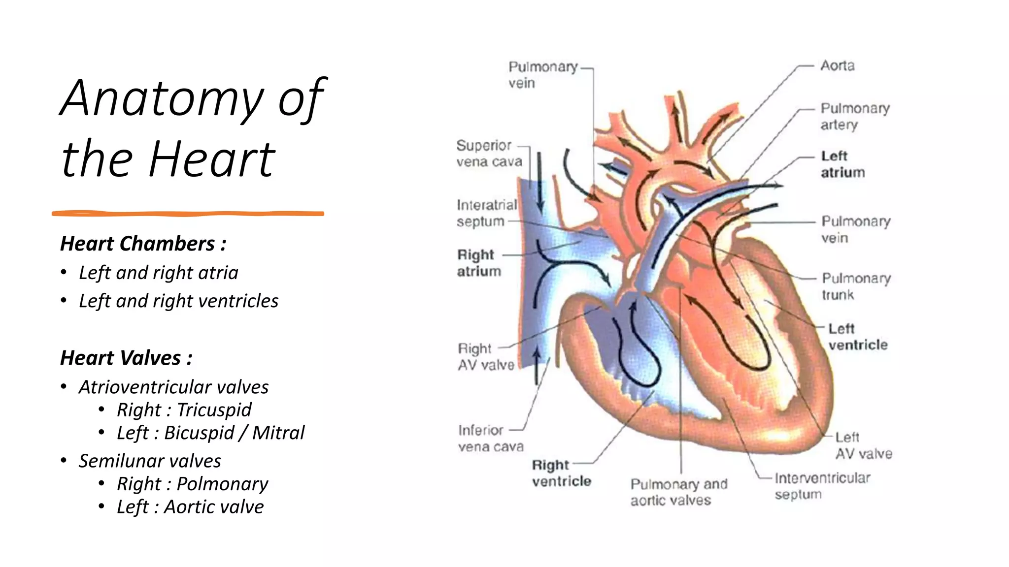 Pemeriksaan EKG.pptx