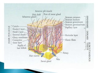 konsep dasar Pemeriksaan fisik, Herianto,Skep,Ns | PPTX