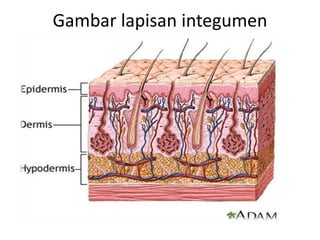 PEMERIKSAAN FISIK INTEGUMEN.pptx