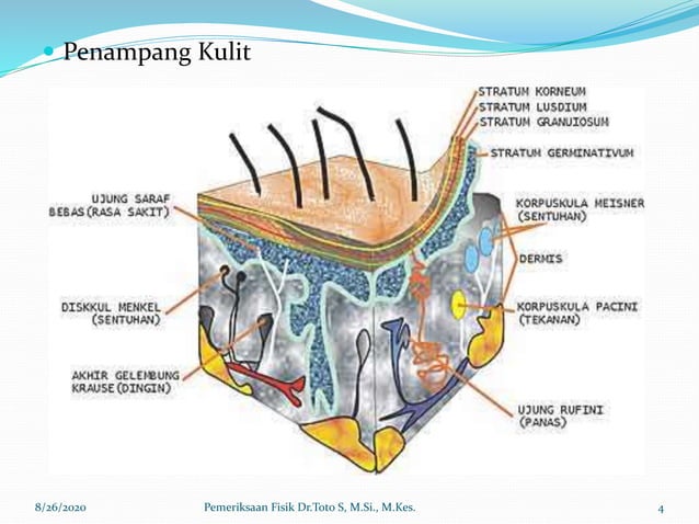 Pemeriksaan fisik pada kulit | PPT