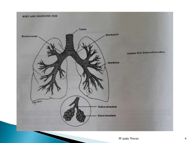 Pemeriksaan fisik pada toraks dan paru paru | PPT