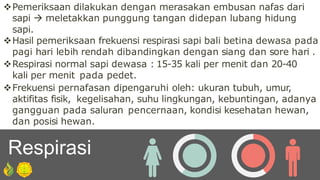 Pemeriksaan Fisik pada ternak ruminansia | PDF