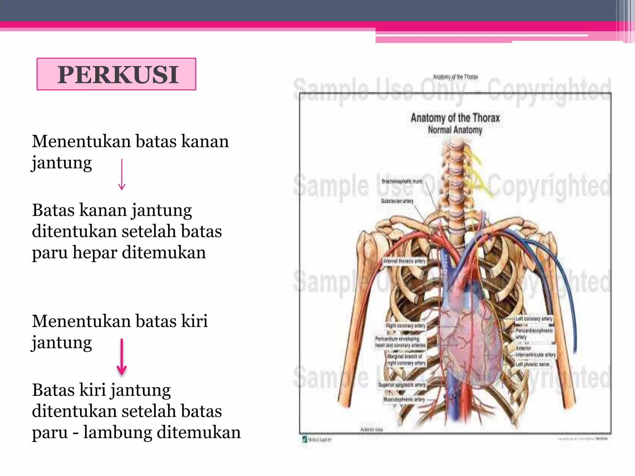 Pemeriksaan fisik thorax | PPTX
