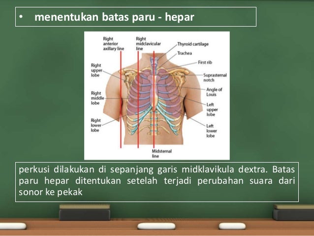 Pemeriksaan fisik thorax, pulmonalis, jantung