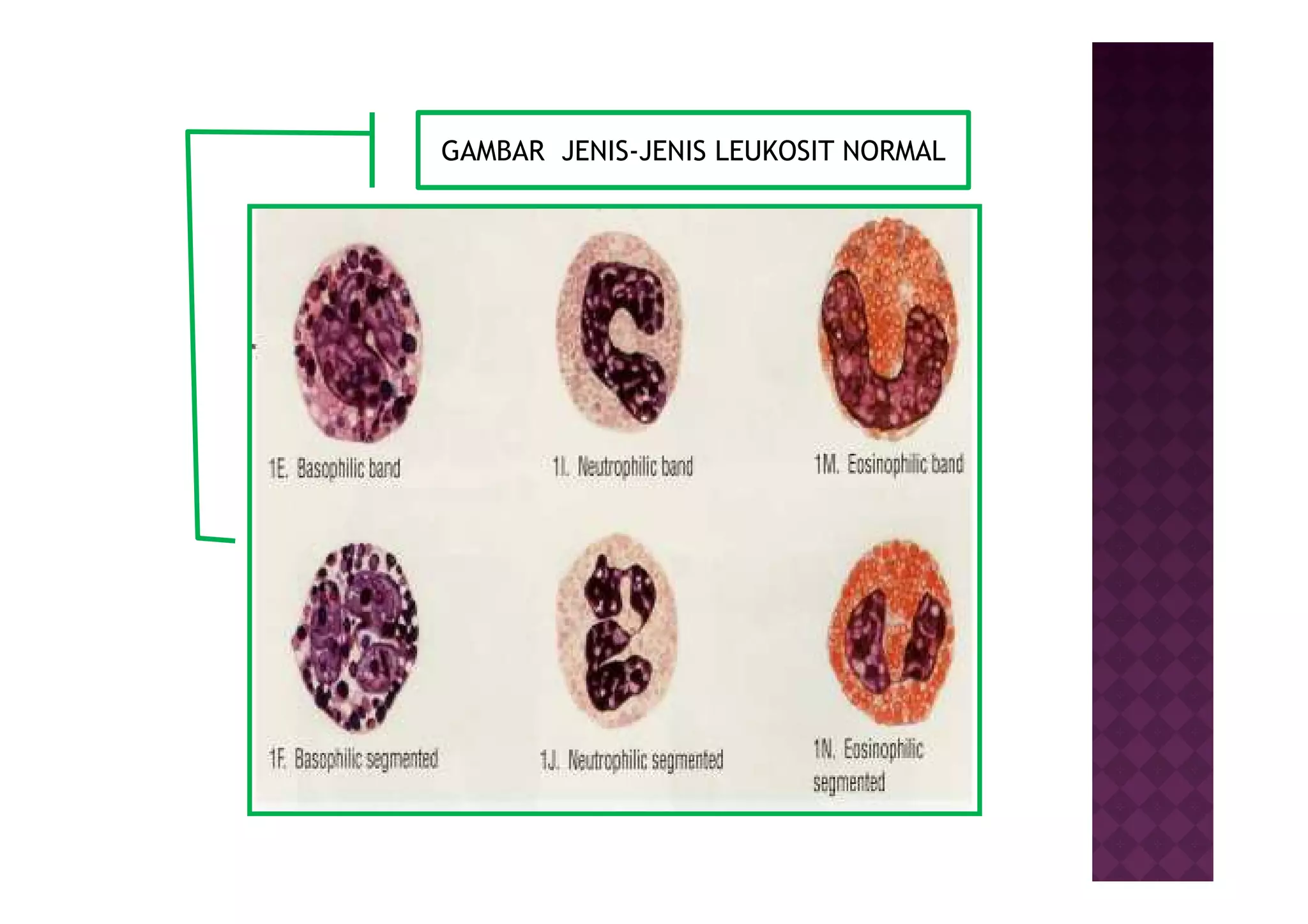 Pemeriksaan hematologi (darah rutin) | PDF