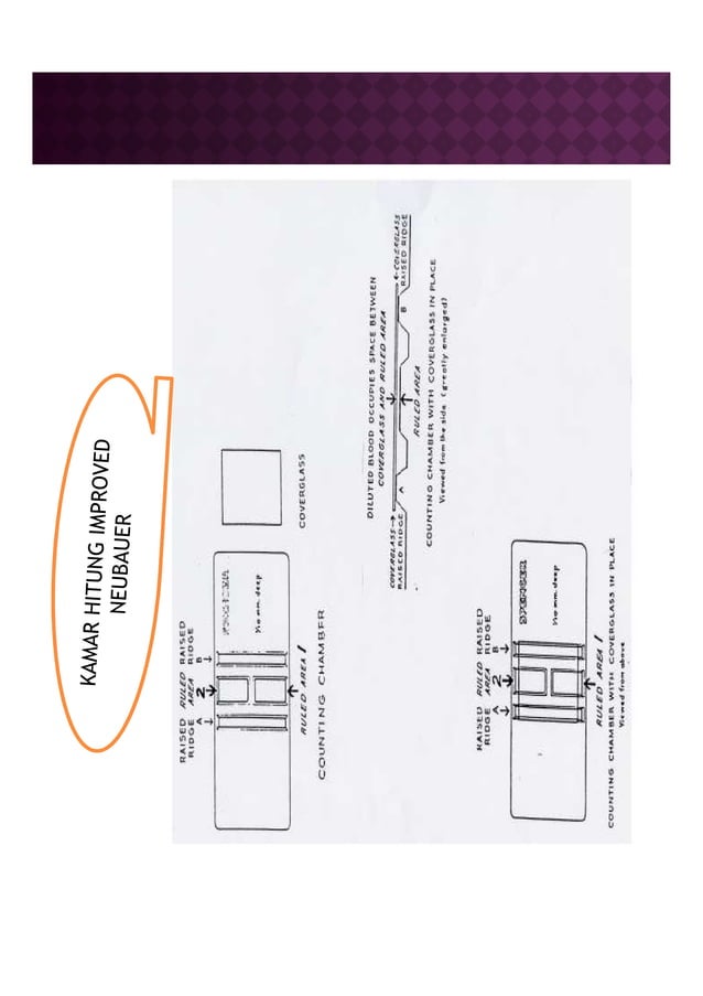 Pemeriksaan hematologi (darah rutin) | PDF