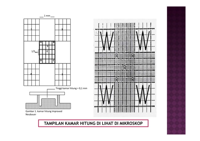 Pemeriksaan hematologi (darah rutin) | PDF