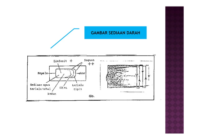 Pemeriksaan hematologi (darah rutin) | PDF