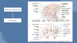Pemeriksaan Nervus Cranialis - Chandra.pptx