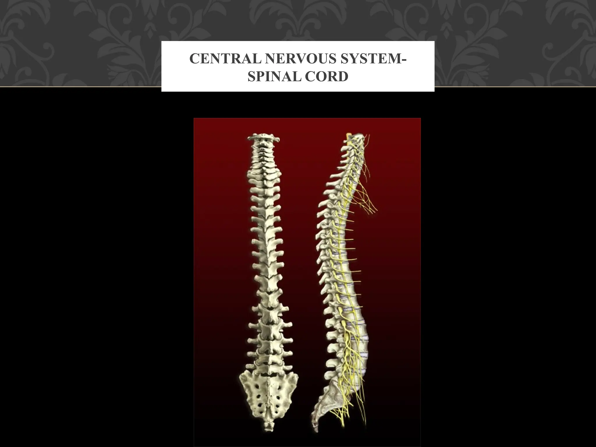 pemeriksaan neurologi dasar untuk mahasiswa fisioterapi | PPTX