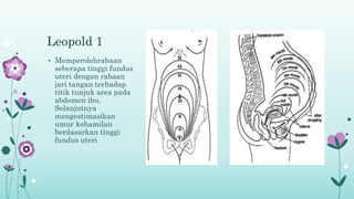 Pemeriksaan Palpasi leopold Pada Ibu Hamil | PPT