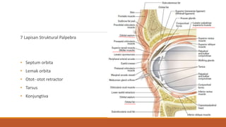 Pemeriksaan Palpebra.pptx
