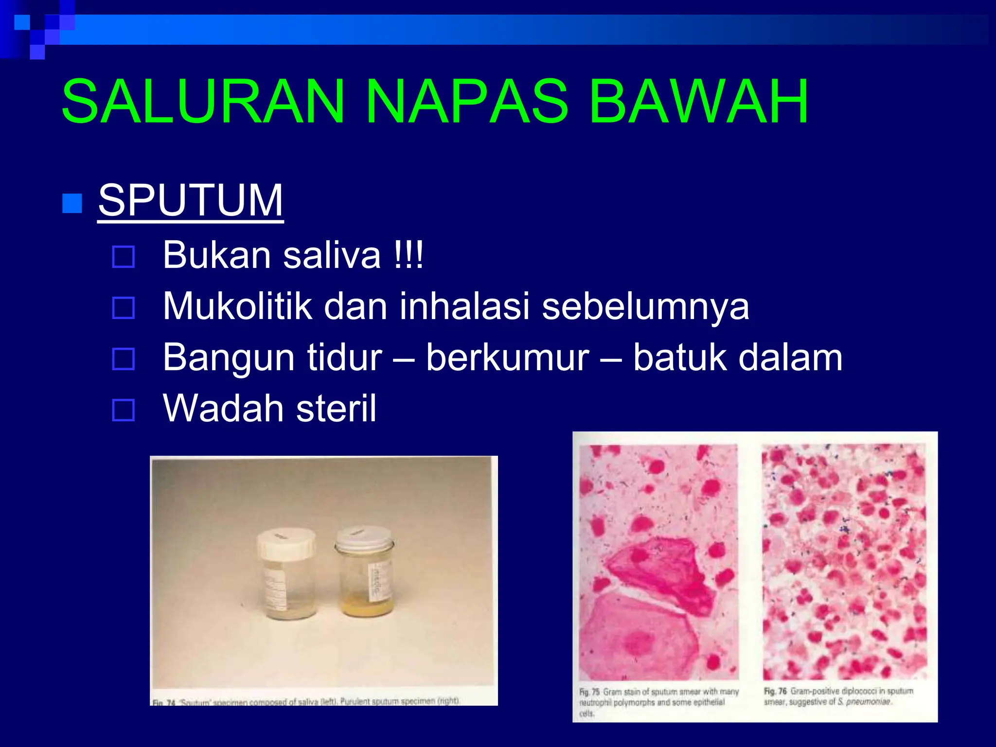 Pemeriksaan Saluran Nafas 2024.ppt