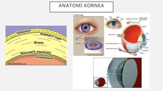Pemeriksaan sensibilitas kornea dan inspeksi kornea fluoresein | PPTX