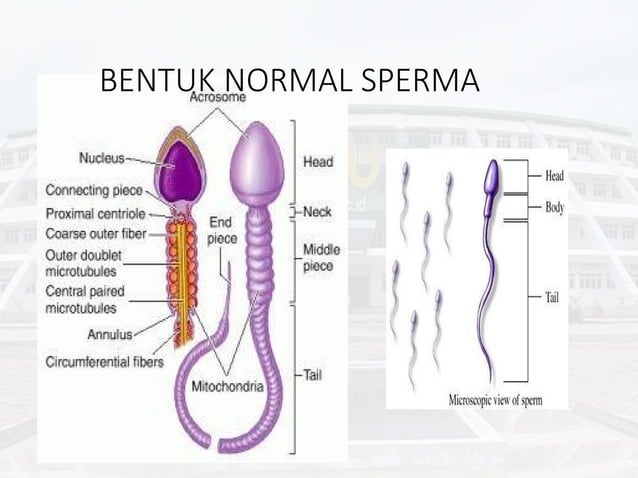 Pemeriksaan Sperma gooddddddddddddddddddddddddddd.ppt