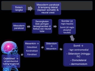 Anensefali (embriologi) | PPTX