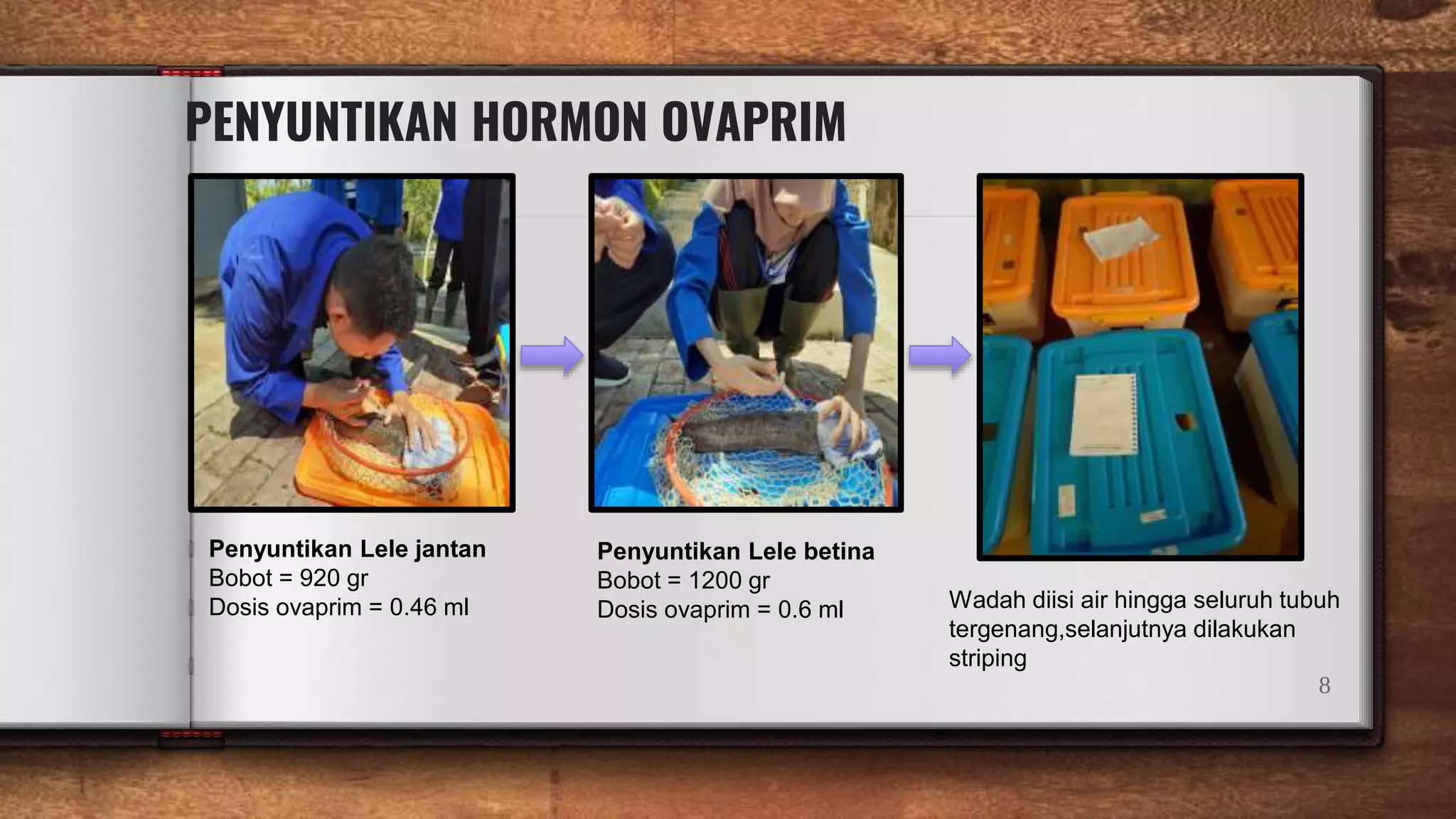 Pemijahan buatan ikan lele | PPTX