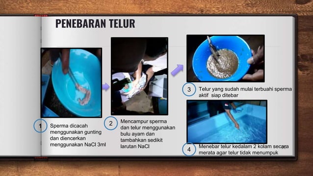 Pemijahan buatan ikan lele | PPTX