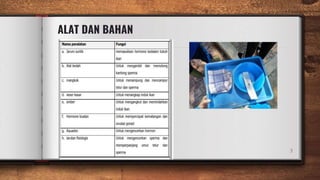 Pemijahan buatan ikan lele | PPTX