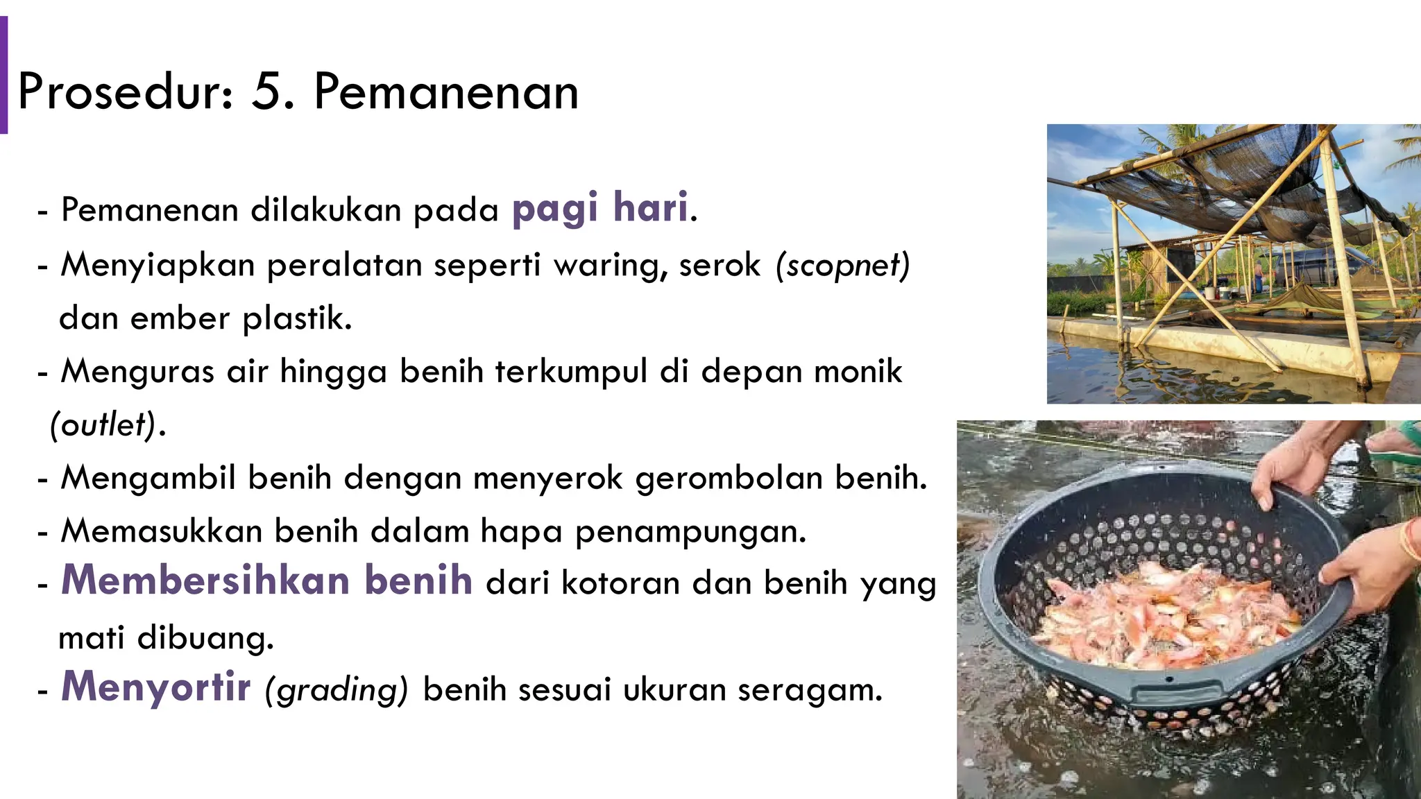 Pemijahan ikan NILA PPT PRESENTASI FISWAN | PPTX