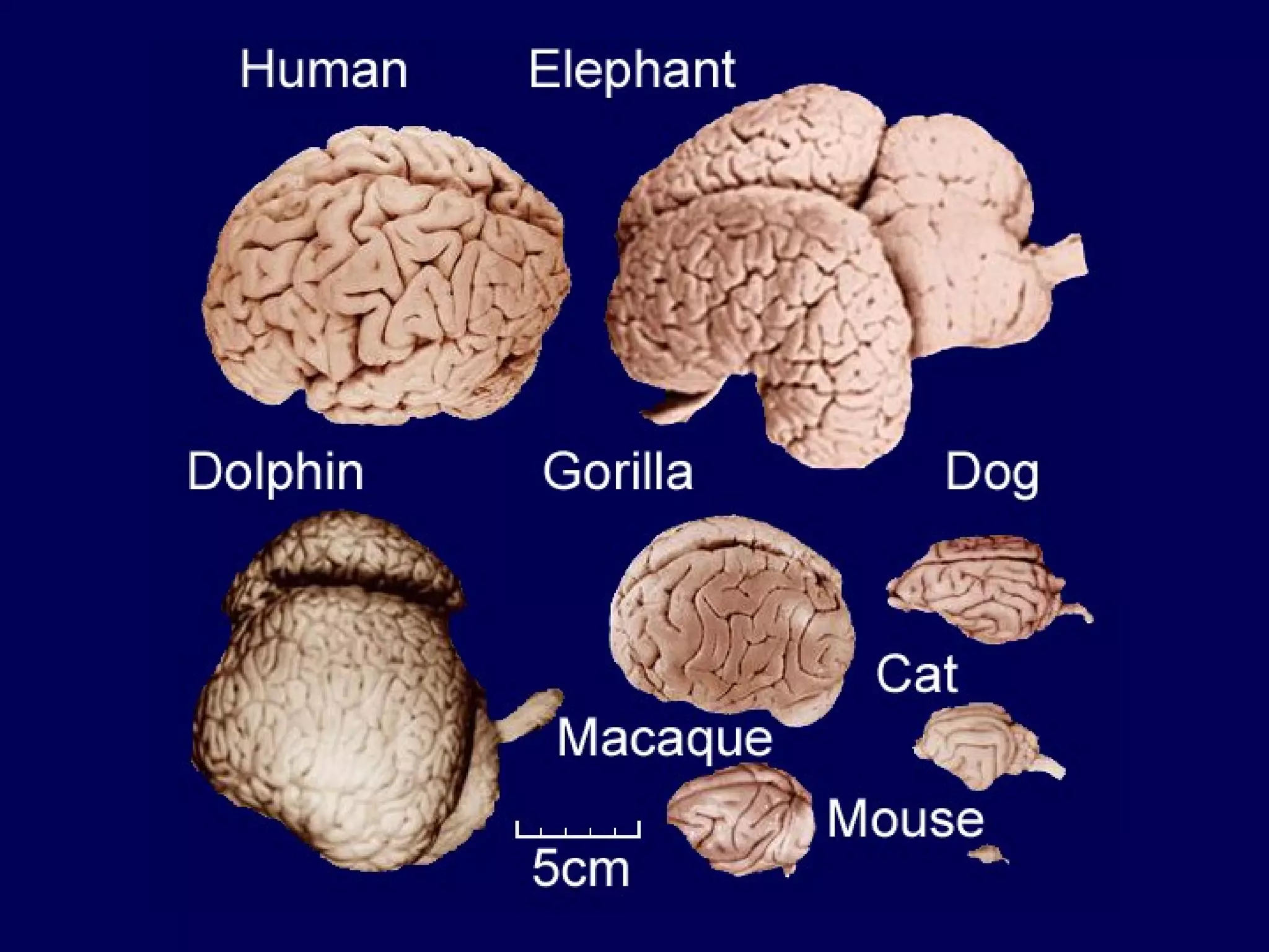 Pemikiran kritis | PPT