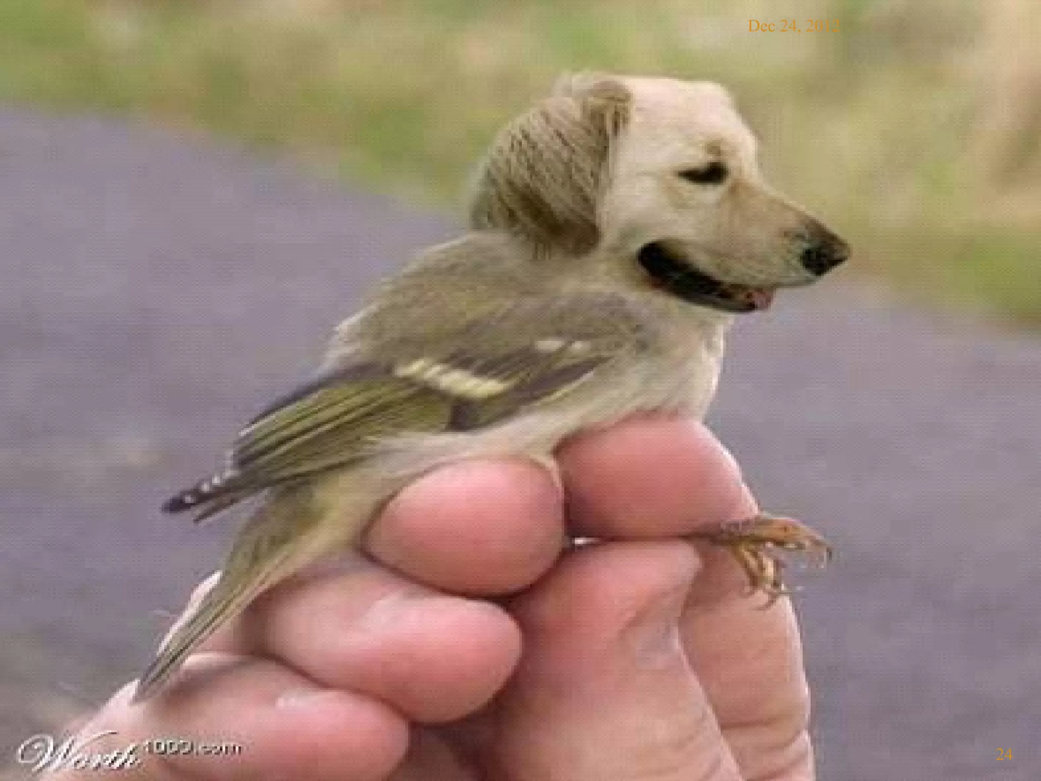 Pemikiran kritis | PPT