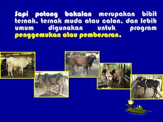 PEMILIHAN BIBIT SAPI POTONG...............ppt