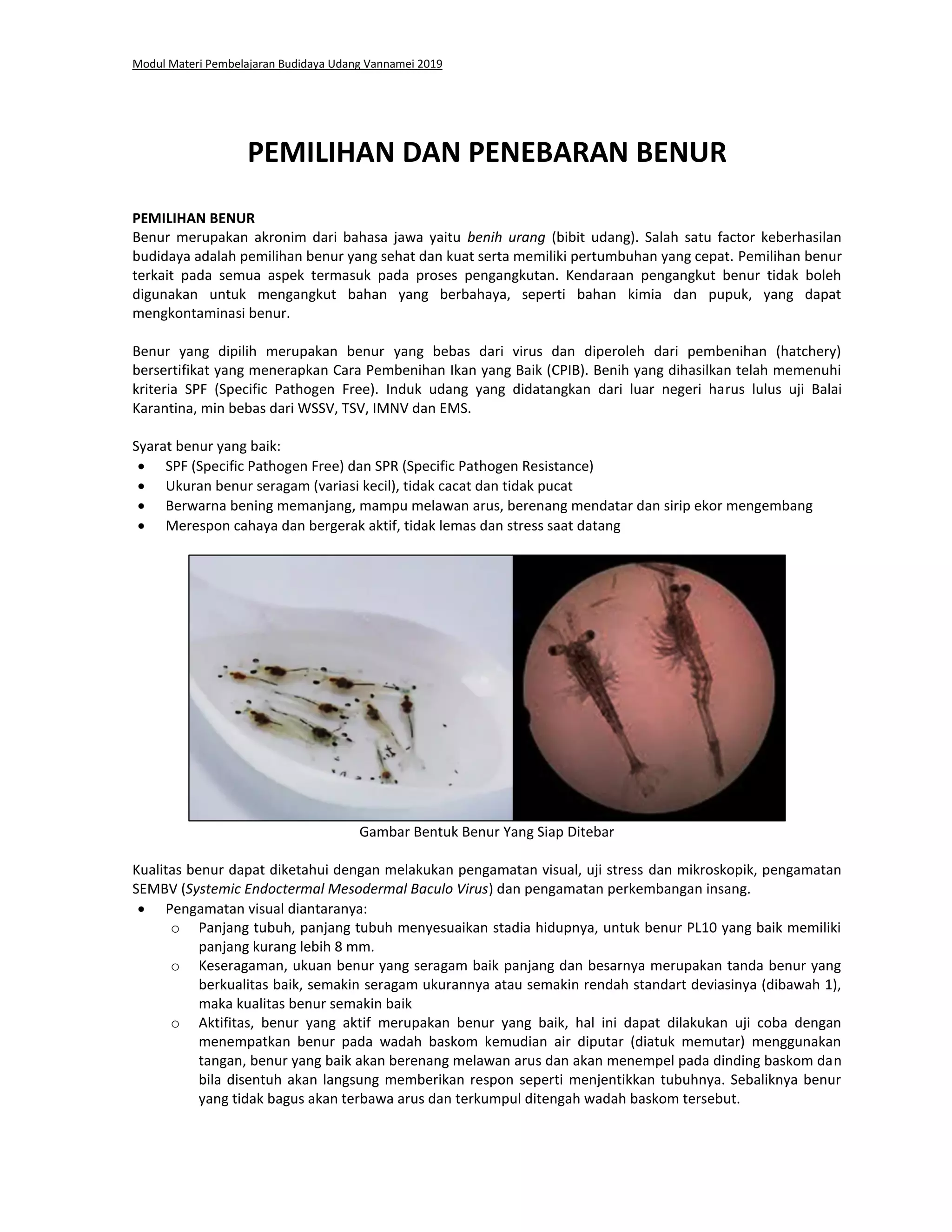PEMILIHAN DAN PENEBARAN BENUR - BUDIDAYA UDANG VANNAMEI | PDF