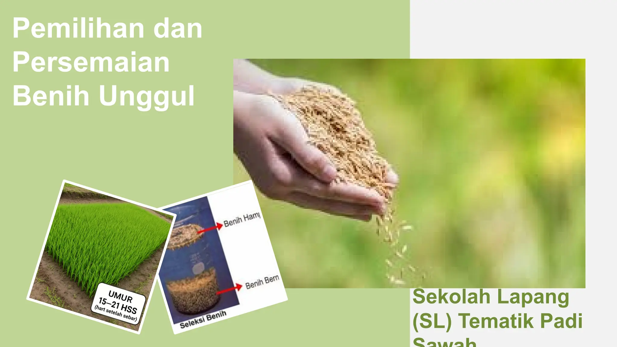 PEMILIHAN DAN PERSEMAIAN BENIH UNGGUL.pptx
