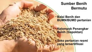 PEMILIHAN DAN PERSEMAIAN BENIH UNGGUL.pptx