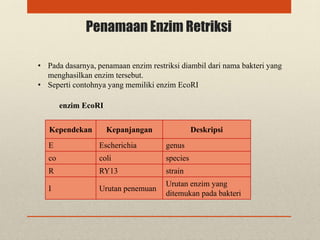 Pemotongan dan penempelan DNA | PPTX