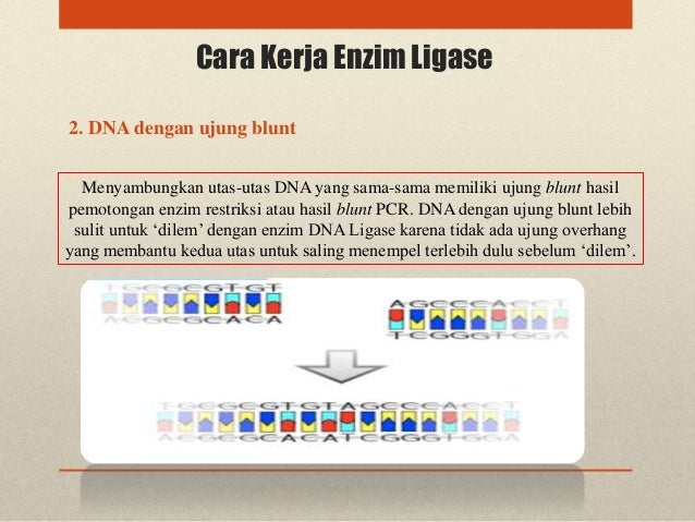 Fungsi Enzim Ligase Dan Endonuklease Restriksi - Materi Soal